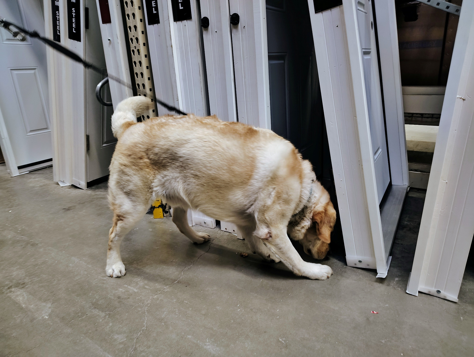Mold Dogs of New York | K9 Mold Detection Services